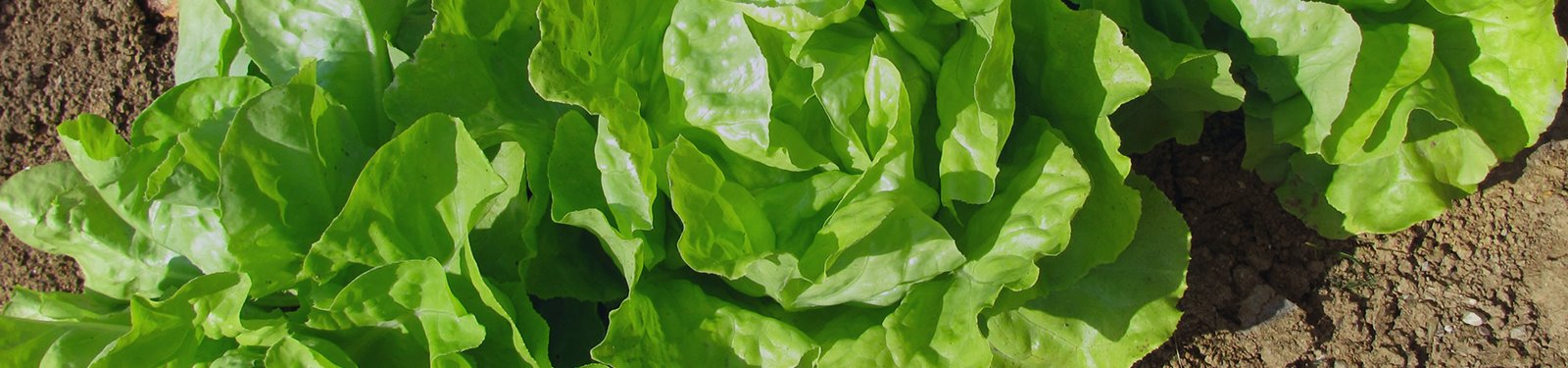 ERP system for your food company with Foodware 365